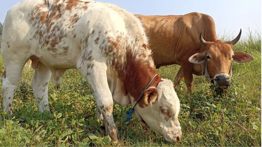 Jual Sapi Qurban 2024, Harga Mulai 17.5 Jutaan